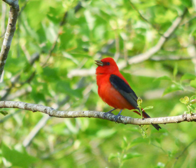 Scarlet Tanager