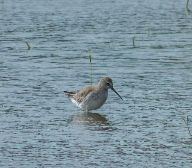 Stilt Sandpiper