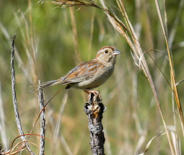 Bachman's Sparrow