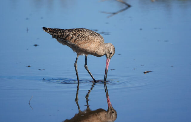 Marbled Godwit