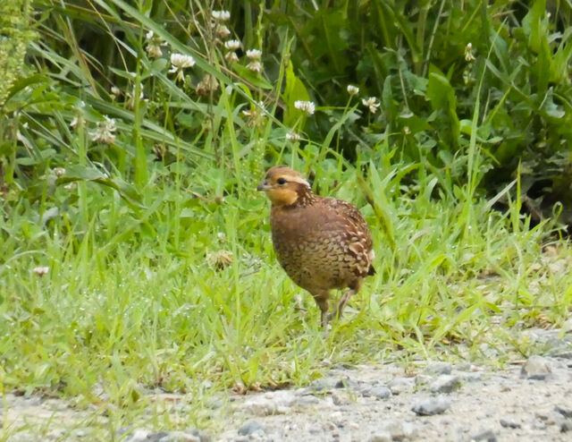 Northern Bobwhite