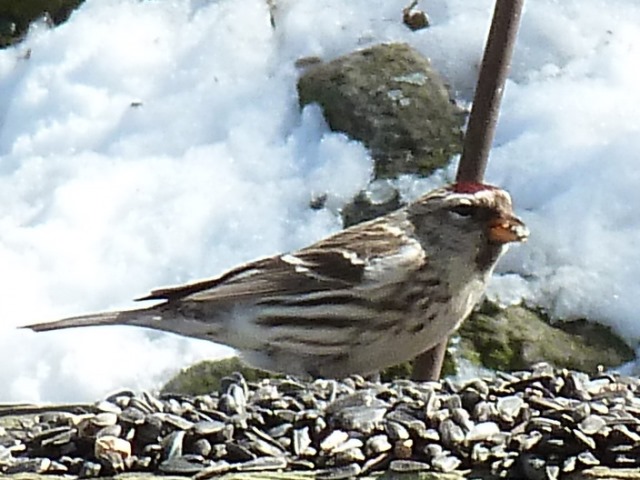 Redpoll