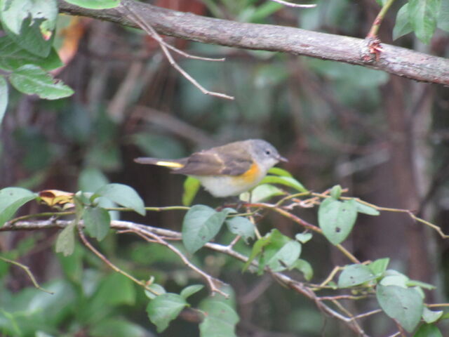 American Redstart