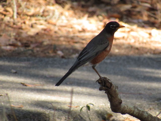 American Robin