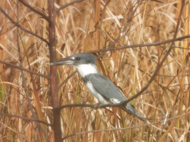 Belted Kingfisher