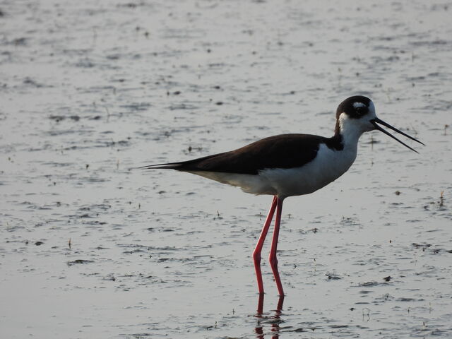 Black-necked Stilt