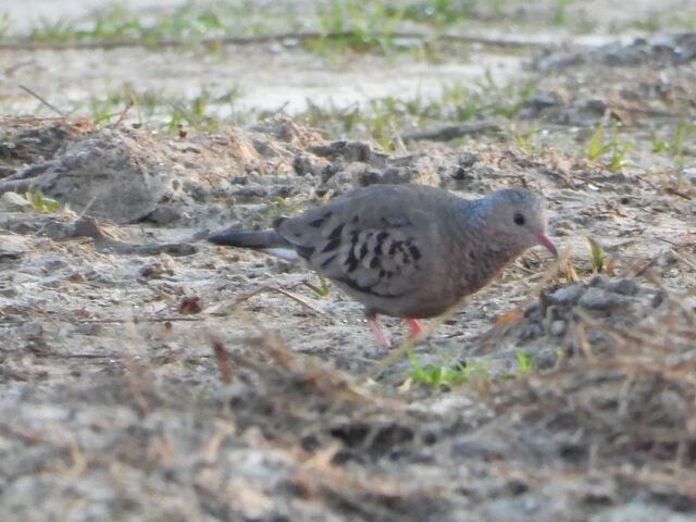 Common Ground Dove
