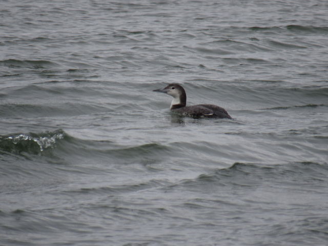 Common Loon