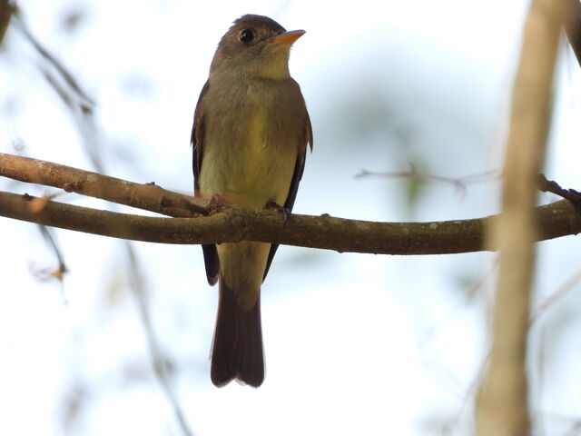 Eastern Wood-Pewee
