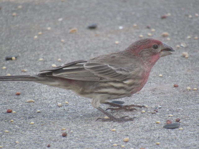 House Finch