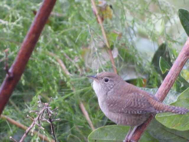 Northern House Wren
