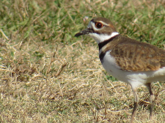 Killdeer