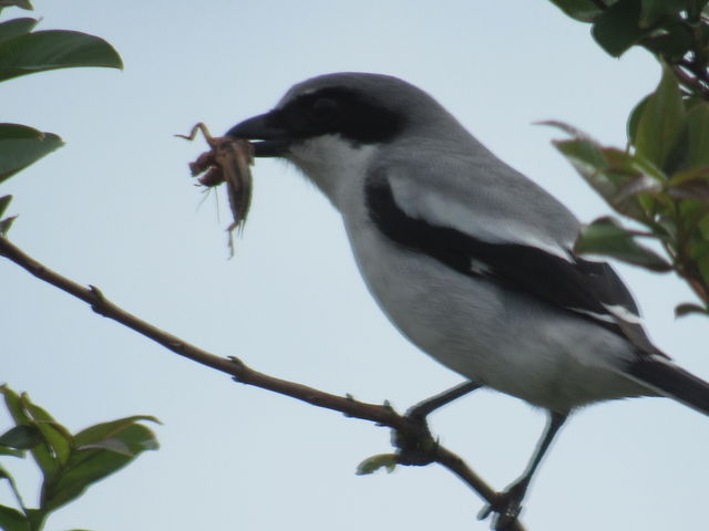 Loggerhead Shrike