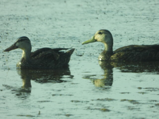 Mottled Duck