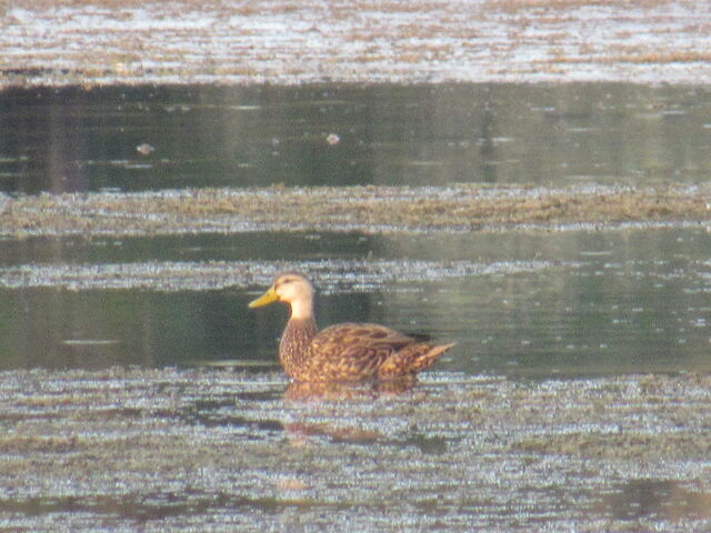 Mottled Duck