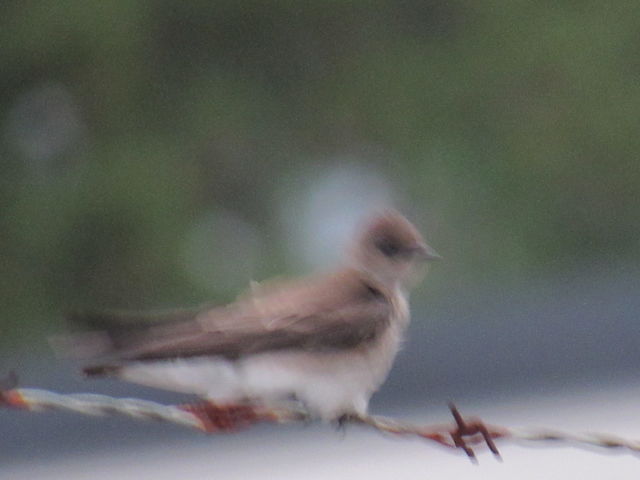 Northern Rough-winged Swallow