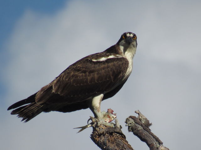 Osprey