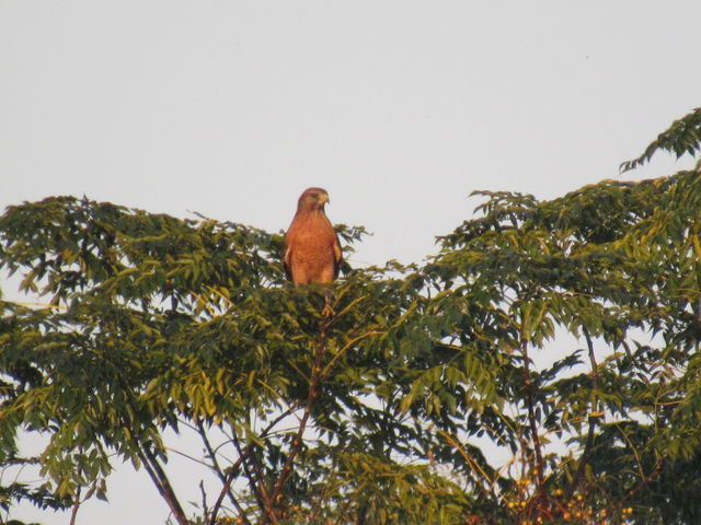 Red-shouldered Hawk