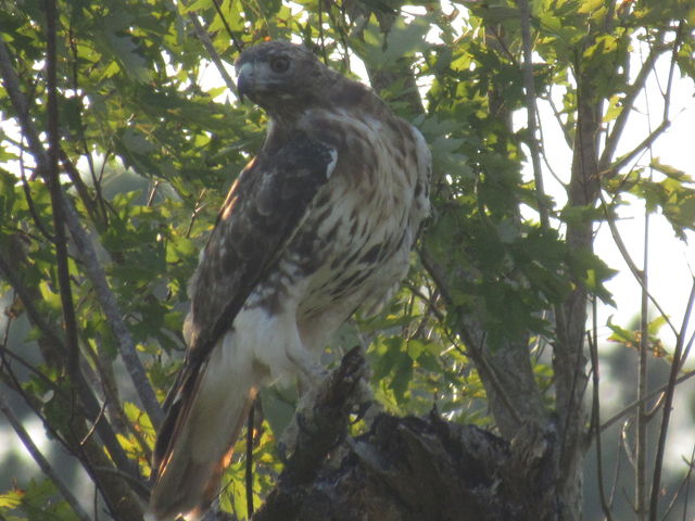 Red-tailed Hawk