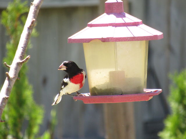 Rose-breasted Grosbeak