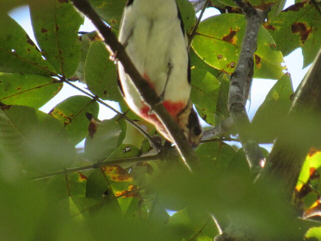Rose-breasted Grosbeak