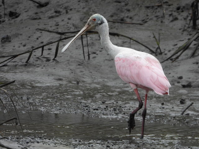 Roseate Spoonbill