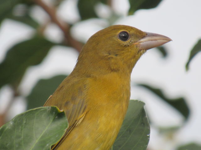 Summer Tanager
