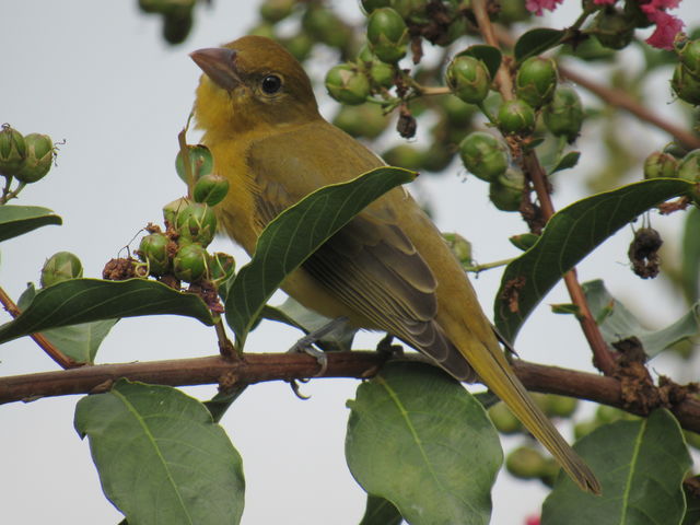 Summer Tanager