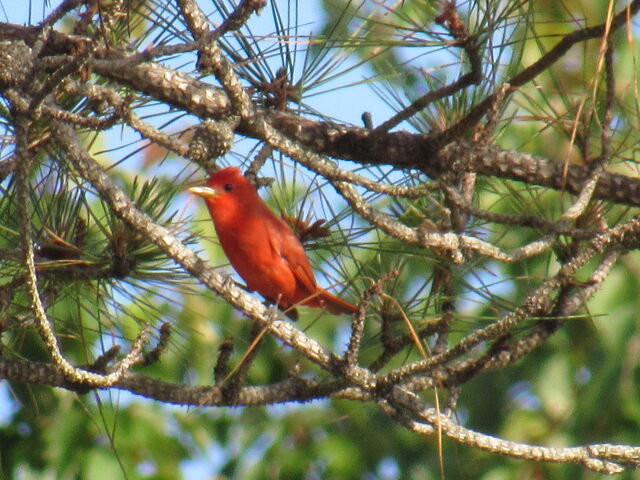 Summer Tanager
