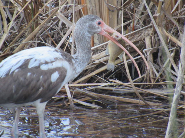 White Ibis