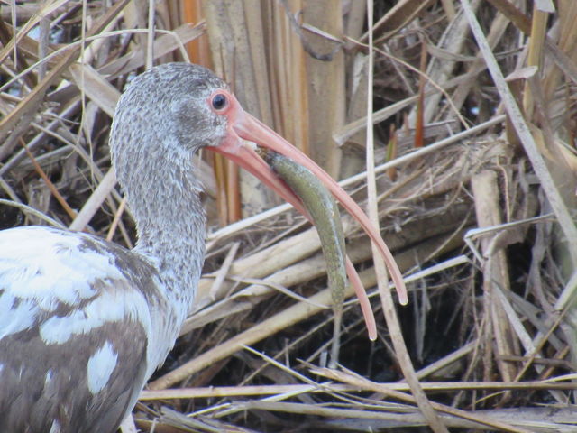 White Ibis