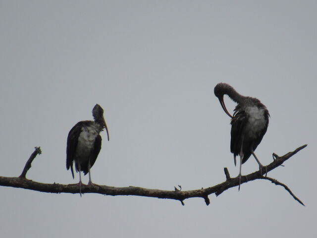White Ibis