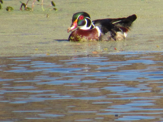 Wood Duck