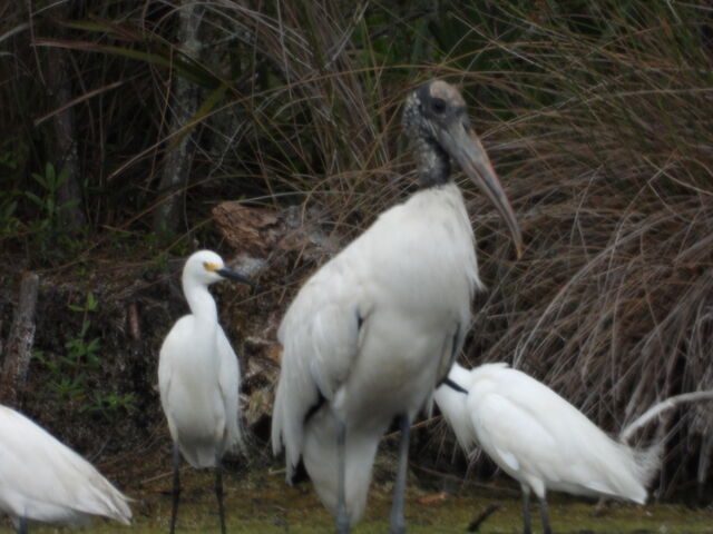Wood Stork