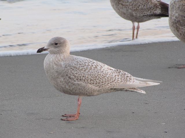 Iceland Gull