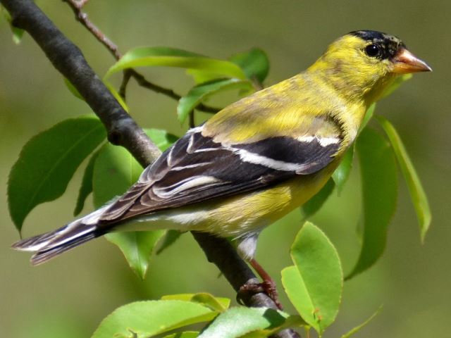American Goldfinch