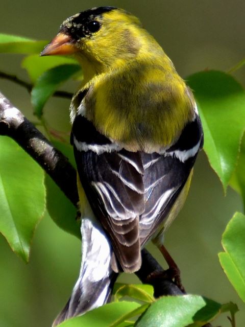 American Goldfinch