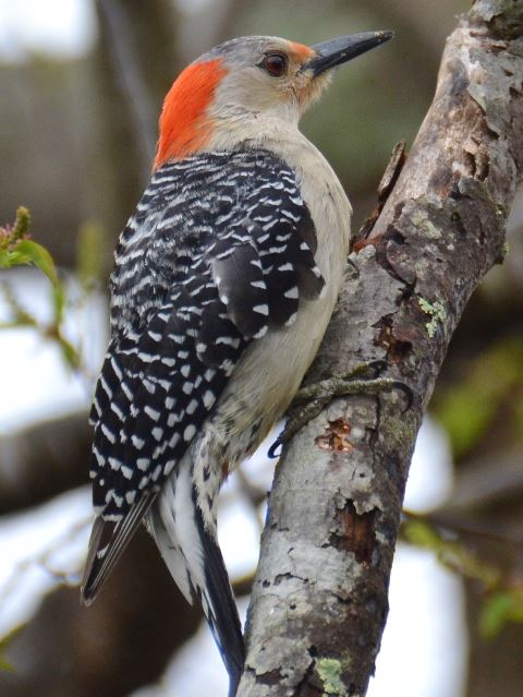 Red-bellied Woodpecker