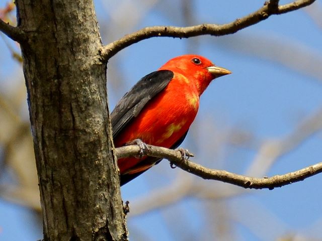 Scarlet Tanager