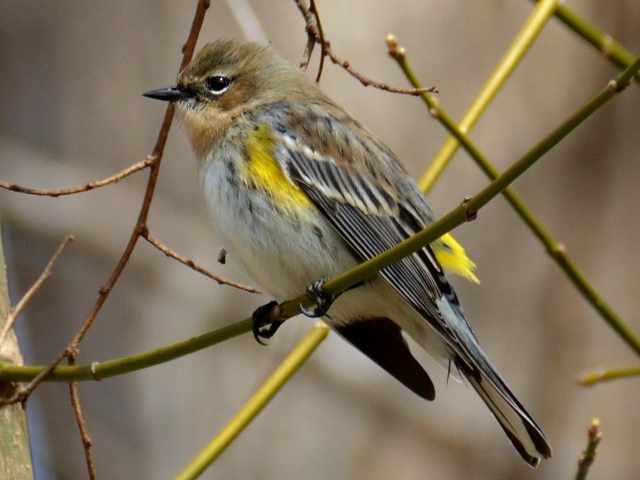 Yellow-rumped Warbler