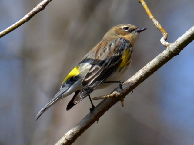 Yellow-rumped Warbler