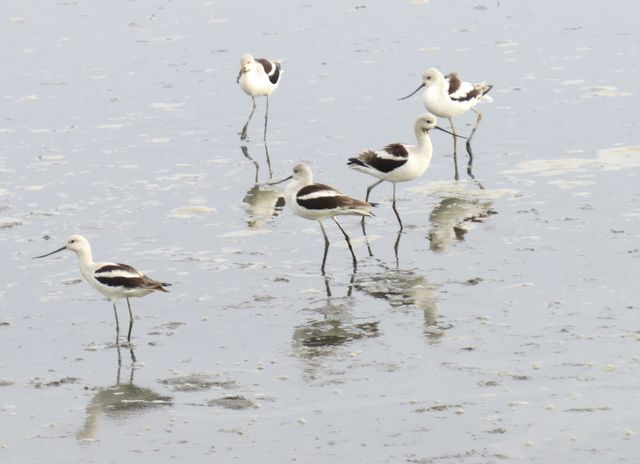 American Avocet