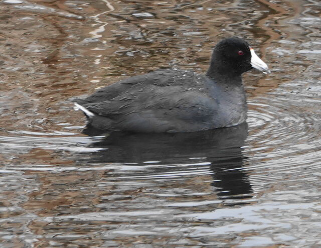 American Coot