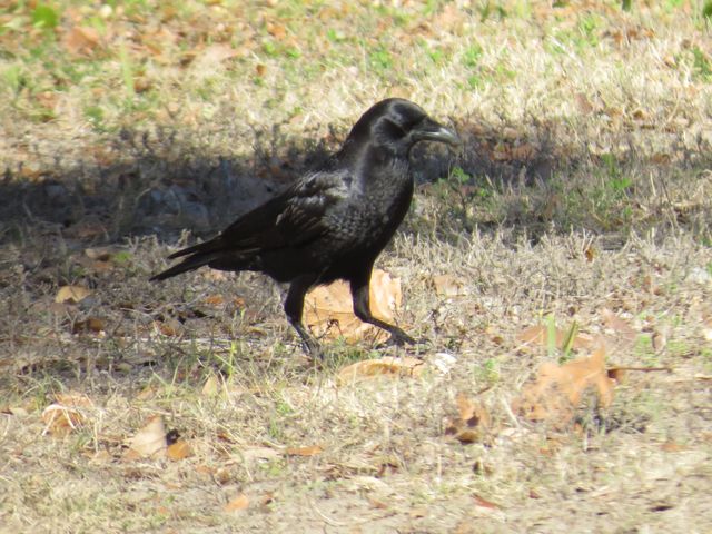 American Crow