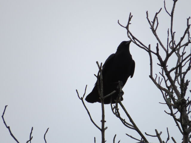 American Crow