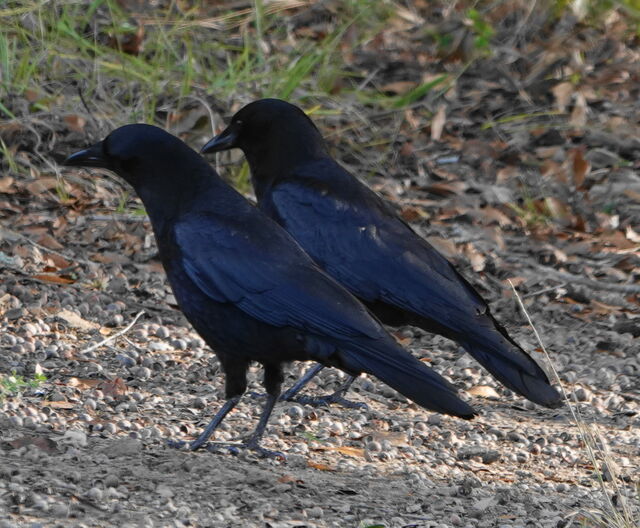 American Crow