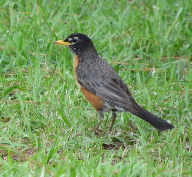 American Robin