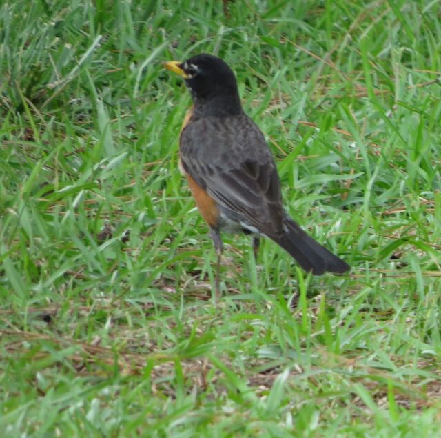 American Robin