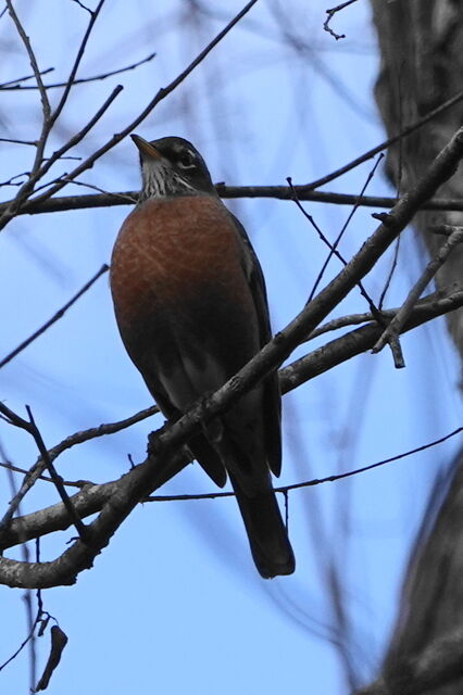 American Robin