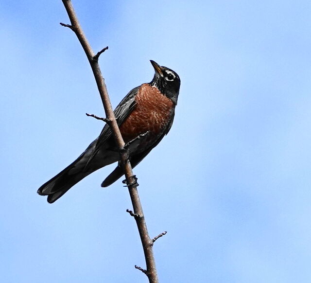 American Robin